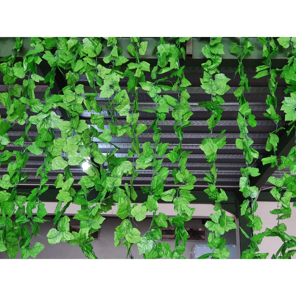 Jual Daun rambat jalar anggur panjang 2 meter | Shopee Indonesia
