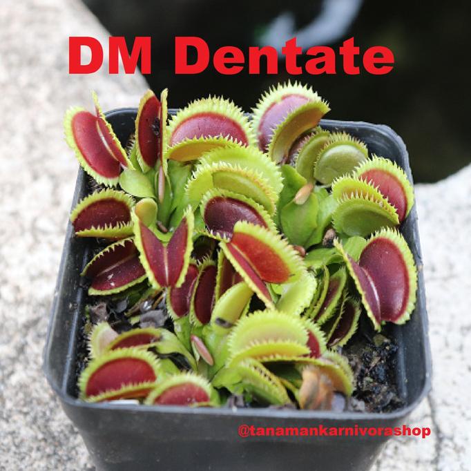 Jual ^^^^^] Tanaman Karnivora Venus FlyTrap Dentate DEWASA (Tanaman Hias) | Shopee Indonesia