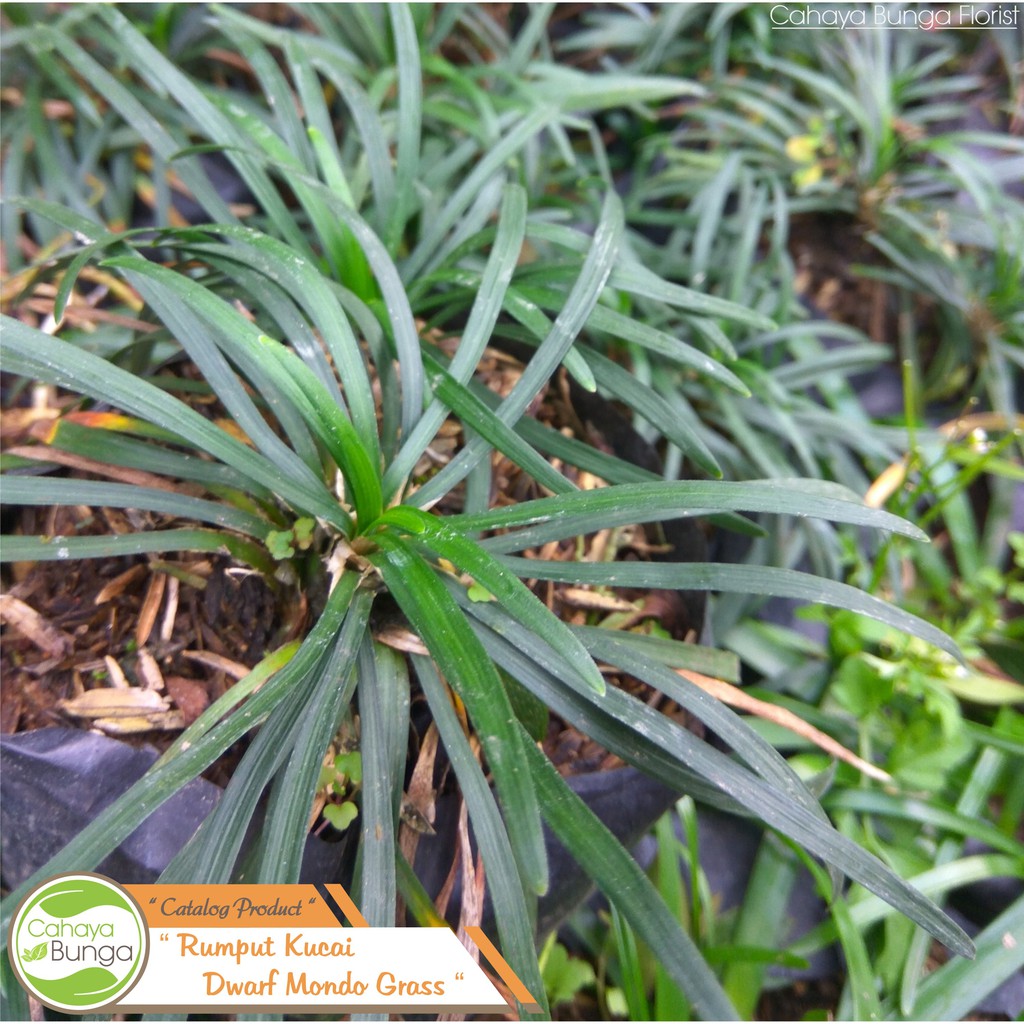 Jual Tanaman Rumput Kucai Mini | Shopee Indonesia