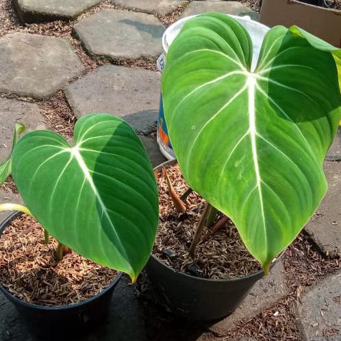 Jual Philodendron Gloryosum/Philo Gloriosum | Shopee Indonesia