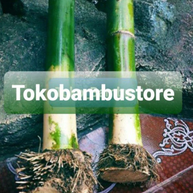Jual Bibit bambu hijau bambu ampel hijau | Shopee Indonesia