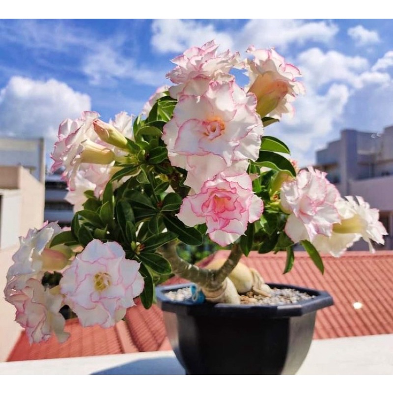 Jual Pohon Adenium Bunga Tumpuk Murah Tanaman Hidup Bunga Hidup Cantik