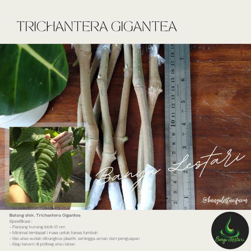 Jual Batang Stek Trichantera Gigantea | Shopee Indonesia