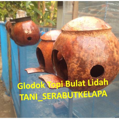Jual glodok batok kelapa - glodok sarang burung - glodok burung batok ...