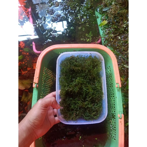 Jual Moss Java | Shopee Indonesia