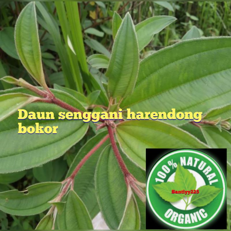 Jual Daun senggani hutan harendong bokor 500 gram | Shopee Indonesia
