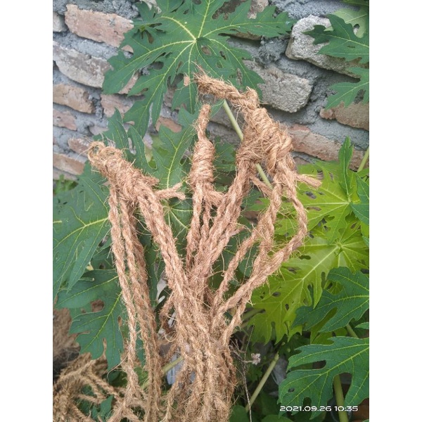 Jual tali anggrek ,tali gantungan tali pot 80 x4mm | Shopee Indonesia