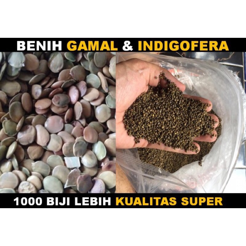 Jual Benih indigofera dan gamal kualitas super 28gr | Shopee Indonesia