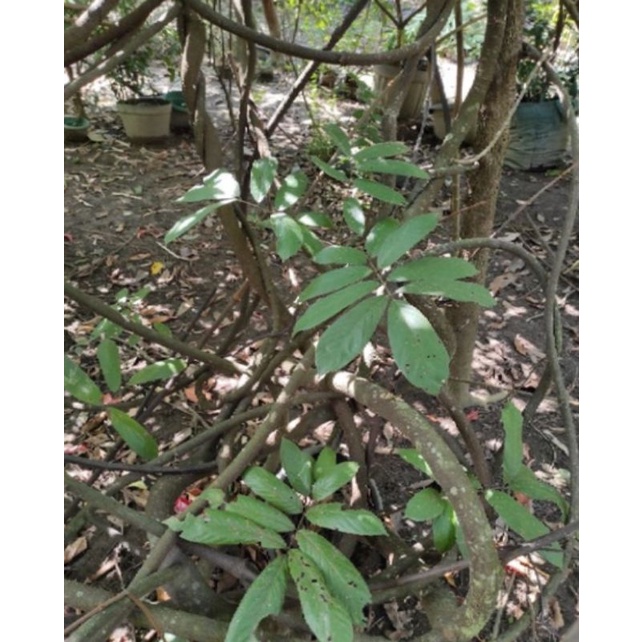 Jual Bibit tanaman tuba/jenu | Shopee Indonesia