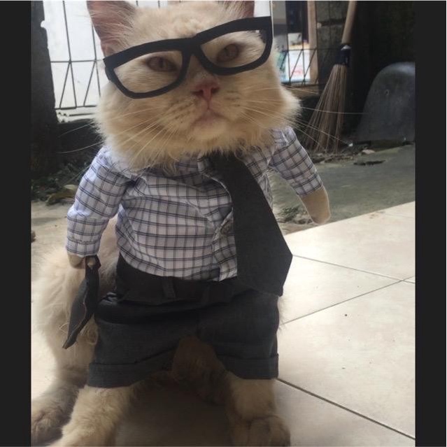 Jual Baju Kucing Kostum Kantoran | Shopee Indonesia