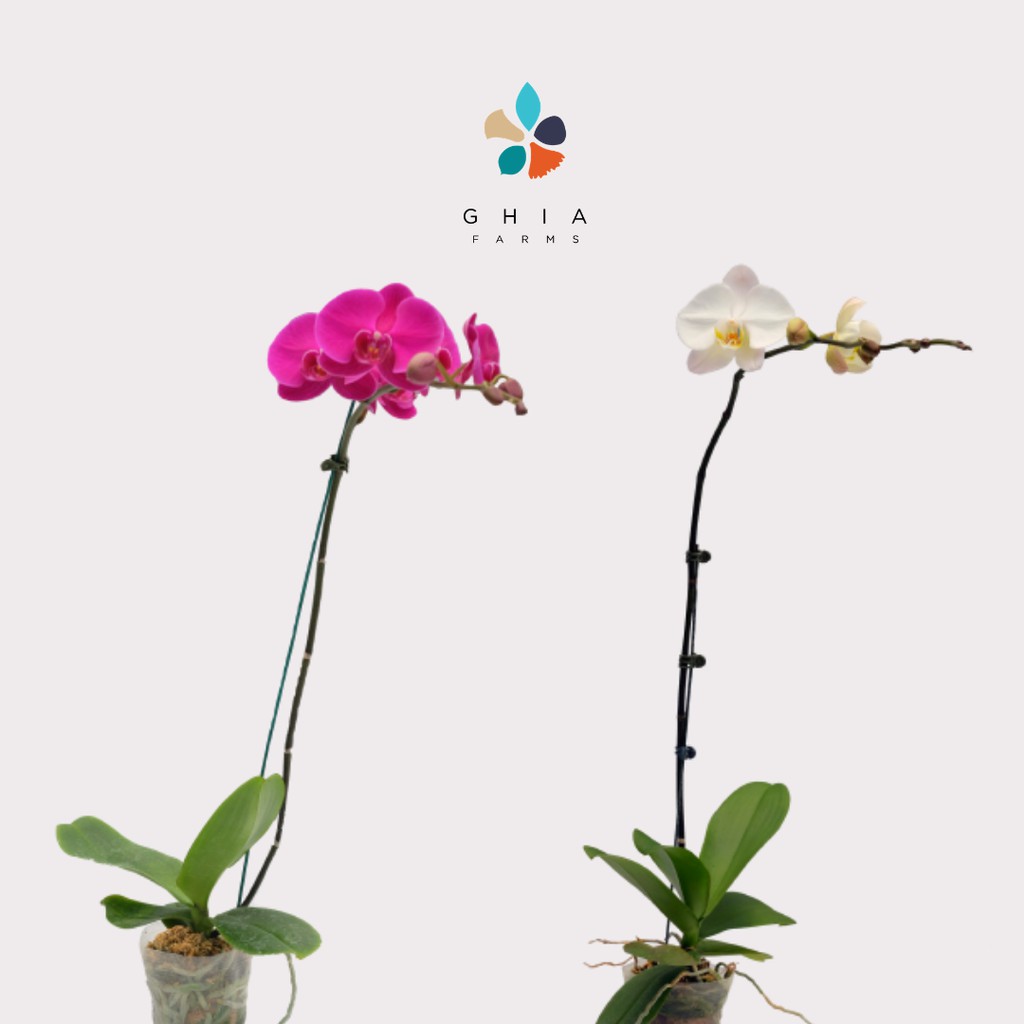 Jual Bunga Anggrek Bulan Putih Asli Fresh Flower Standar | Shopee Indonesia