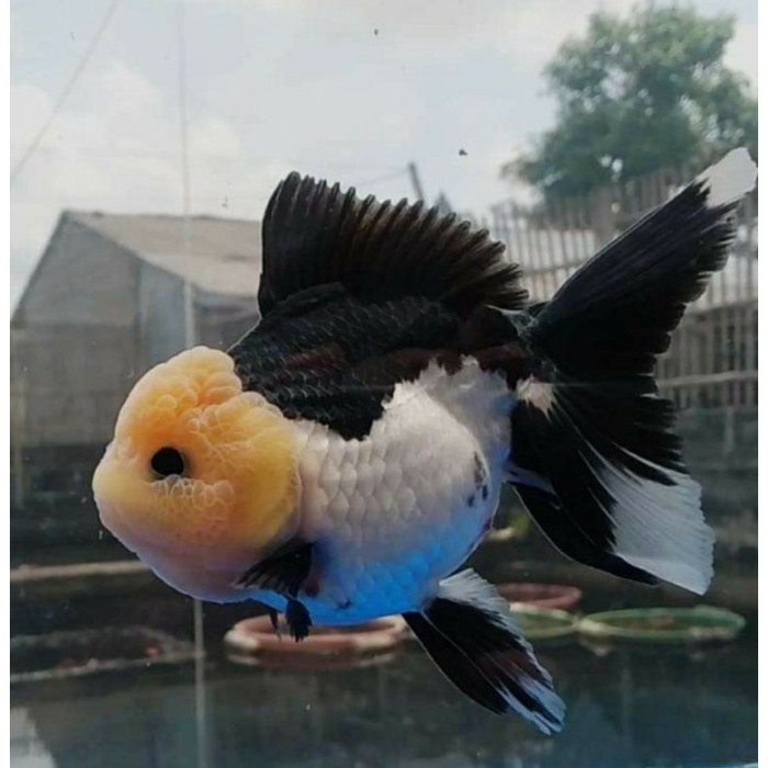 Jual Ikan Mas Koki Oranda Panda mix / ikan hias aquarium | Shopee Indonesia