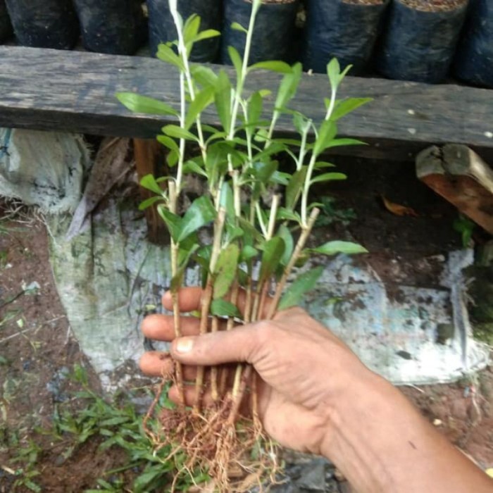 Jual PROMO! bibit stek pohon Lee Kwan Yee /likuanyu sudah berakar ...