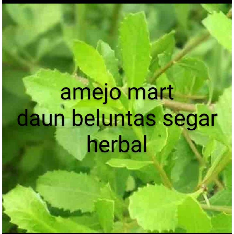 Jual PROMO DAUN BELUNTAS LUNTAS SEGAR HERBAL | Shopee Indonesia