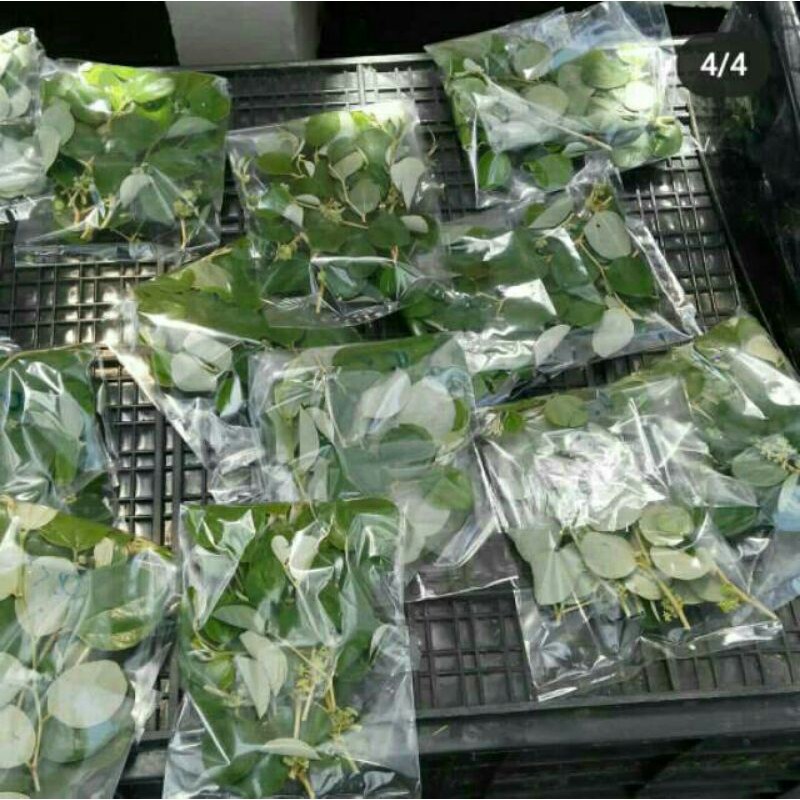 Jual daun biadara arab, isi 99 lembar daun/bungkus, baru petik | Shopee ...