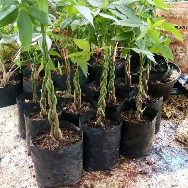 Jual Tanaman hias pachira - pachira kepang 3 - money tree - pachira ...