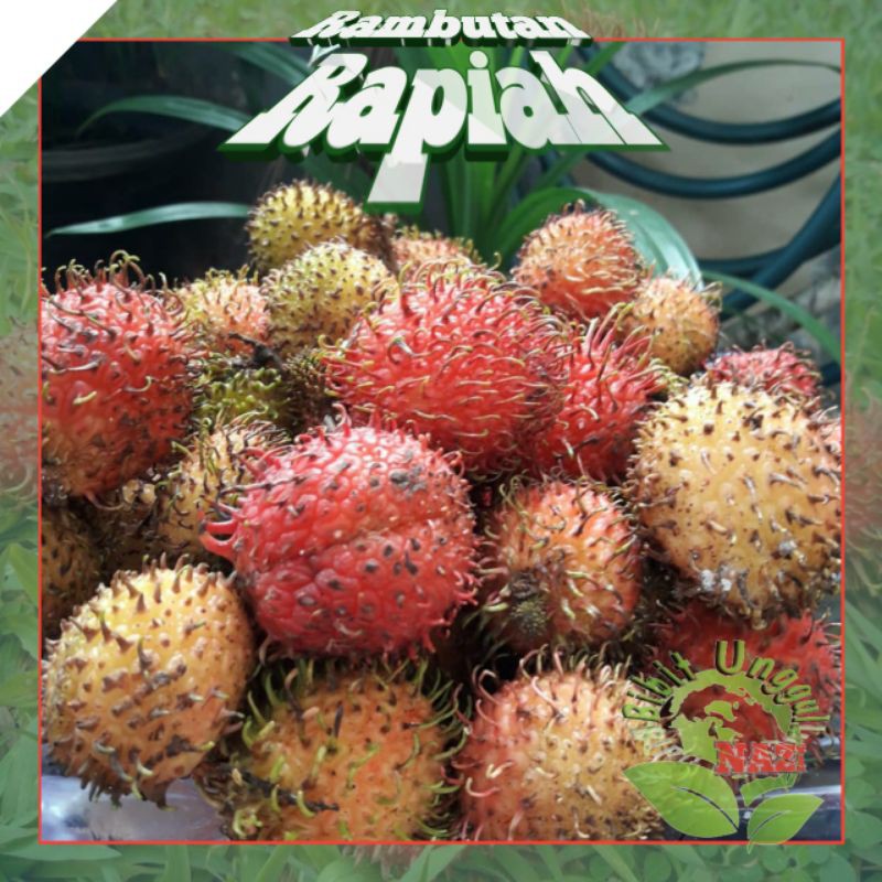 Jual Bibit RAMBUTAN RAPIAH bibit Super Unggul dan genjah | Shopee Indonesia