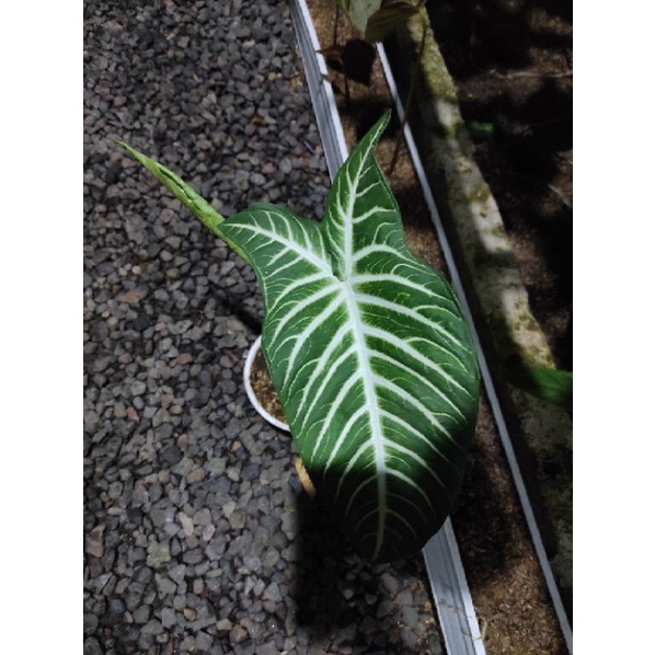 Jual caladium lindeni antasoma | Shopee Indonesia