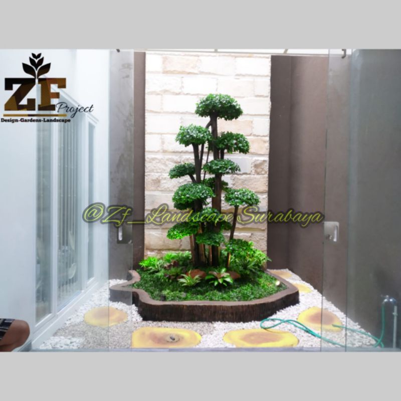Jual bonsai dollar | Shopee Indonesia