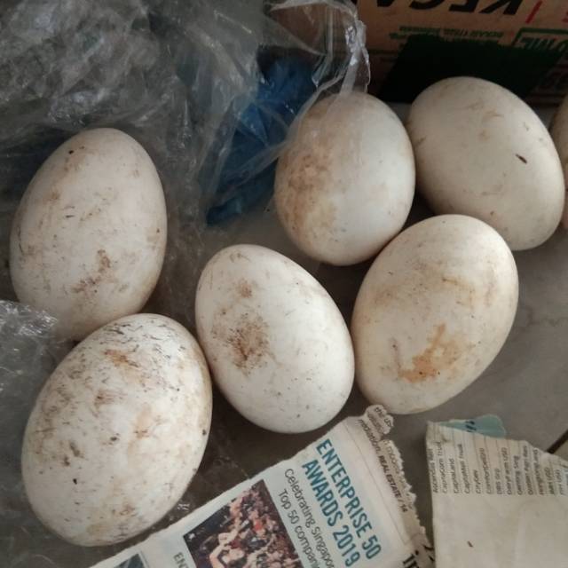 Jual TELUR SOANG BUSUK BUKAN UNTUK KONSUMSI | Shopee Indonesia