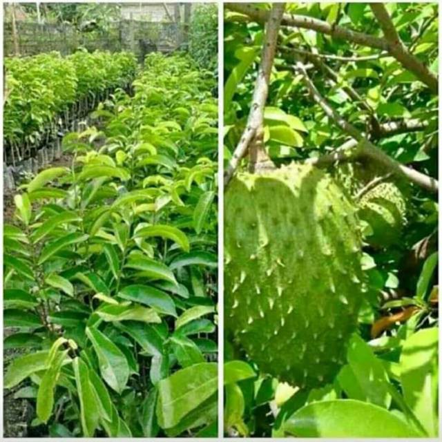 Jual Bibit sirsat jumbo Terlaris | Shopee Indonesia