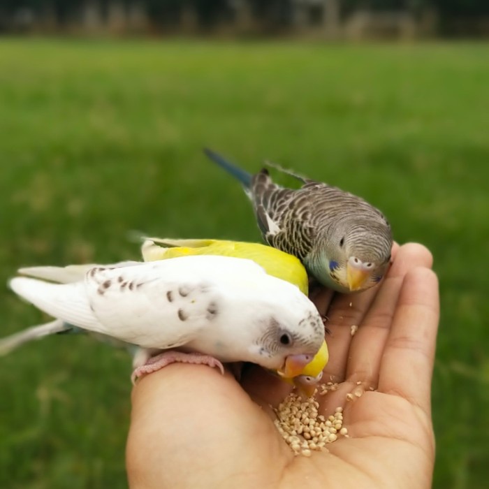 Jual Burung parrot Parkit Jinak skill spin, FTM & Boomerang | Shopee ...