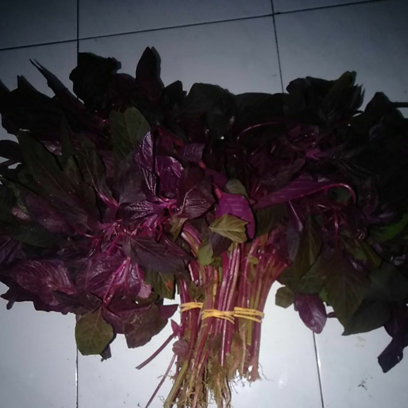 Jual Bayam Merah segar per ikat | Shopee Indonesia