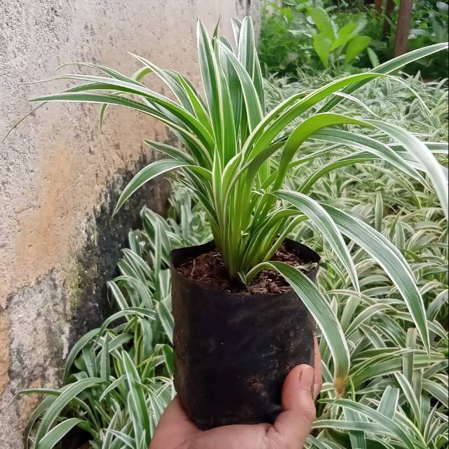 Jual Tanaman hias lily Paris(spider plant) | Shopee Indonesia