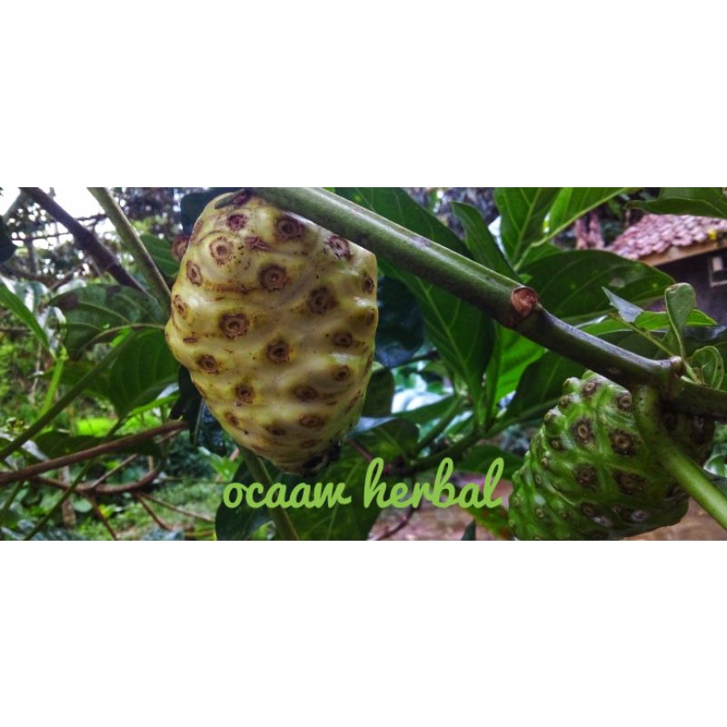 Jual buah Mengkudu | cangkudu 1kg | Shopee Indonesia