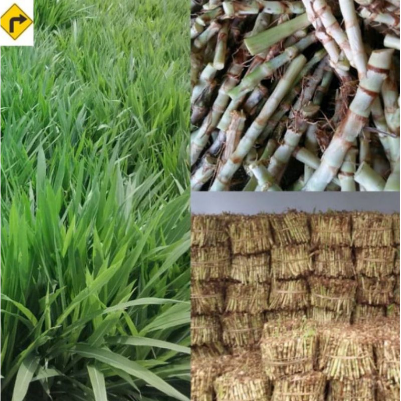 Jual Bibit Rumput Odot, pakan ternak, Rumput jepang per 1kg (isi 40-50 ...