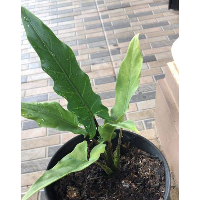 Jual bibit bunga alocasia lauterbachiana alokasia Kris papua_alokasia ...