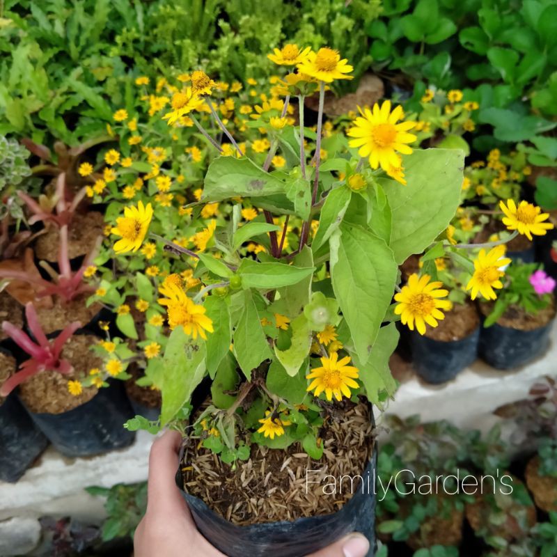 Jual Tanaman Hias Bunga Seribu Bintang | Shopee Indonesia