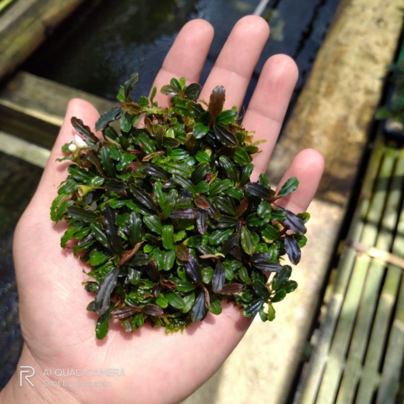 Jual tanaman aquascape bucephalandra mini phantom | Shopee Indonesia