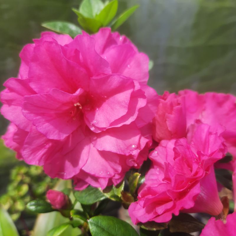 Jual BONUS Ambil Disini | Shopee Indonesia