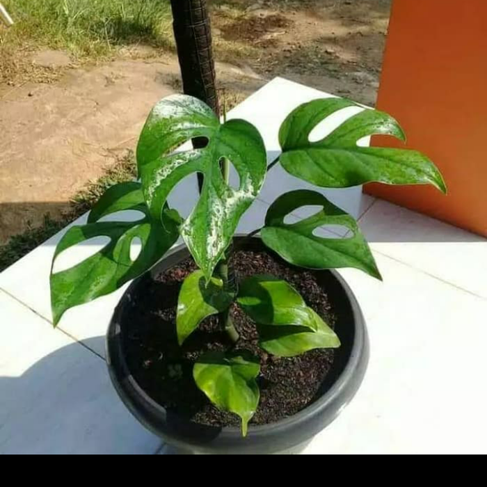 Jual Tanaman hias monstera raphidopora - monstera raphidopora pertusa ...
