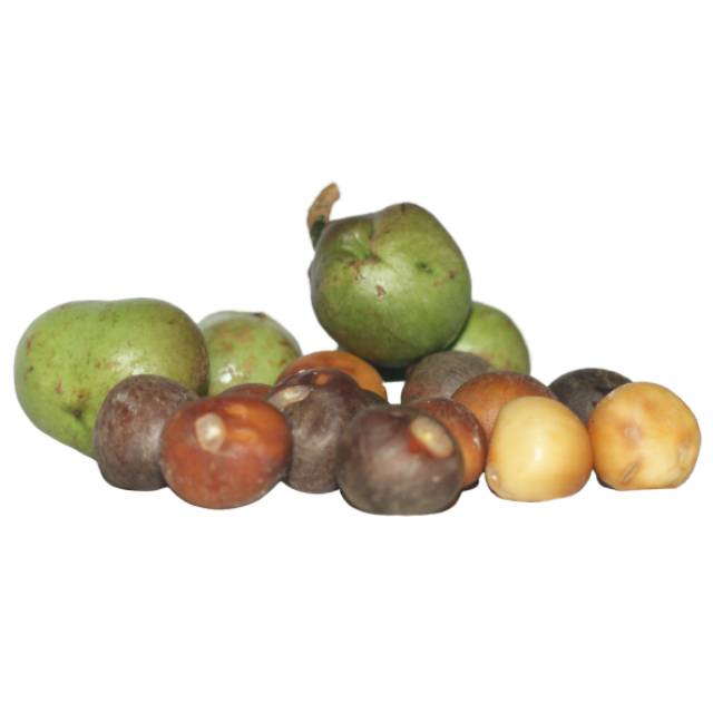 Jual BIJI POHON TEH 1KG | Shopee Indonesia