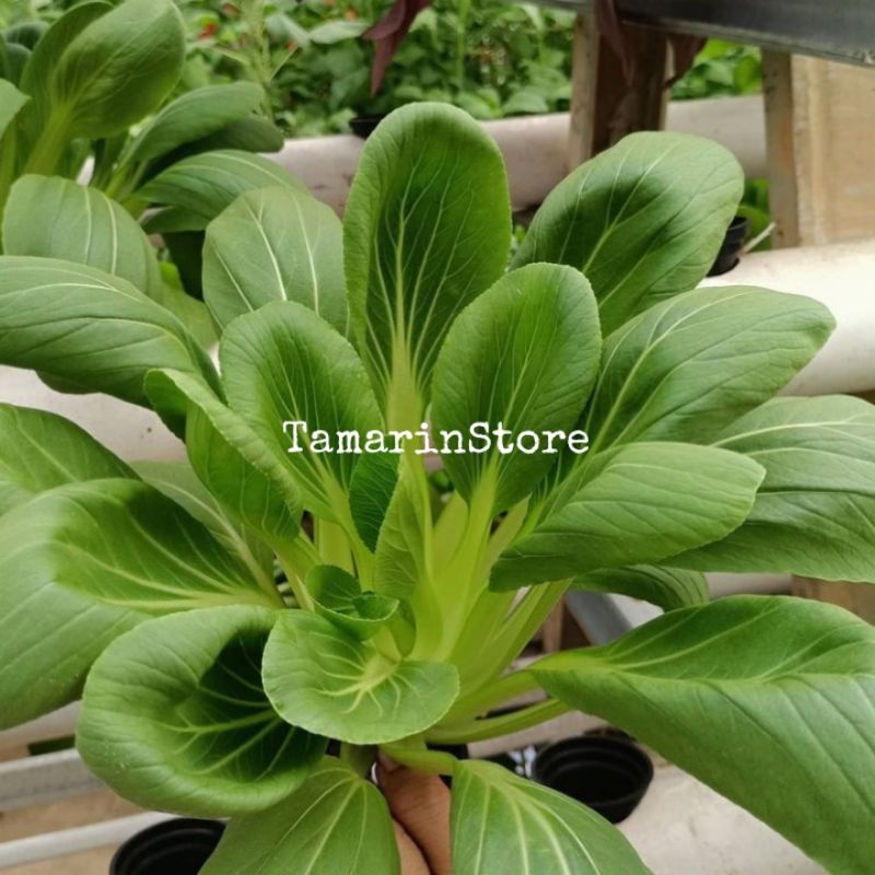 Jual Biji Benih Sawi Pakcoy Atau Sawi Sendok Sayur Sayuran Hidroponik ... Jual Biji Benih Sawi Pakcoy Atau Sawi Sendok Sayur Sayuran Hidroponik ...