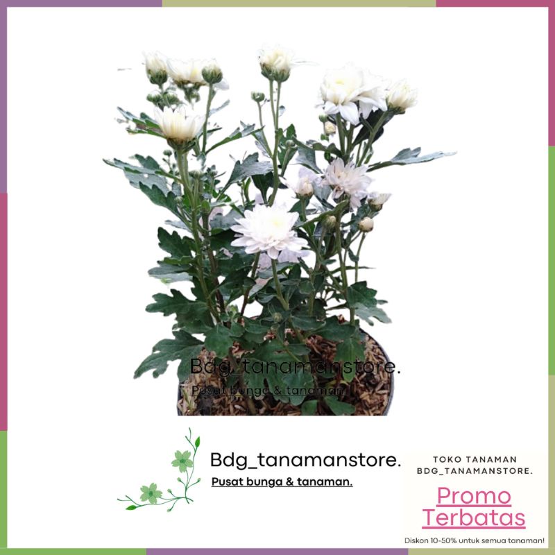 Jual TANAMAN BUNGA KRISAN SERUNI ASTER PUTIH KUALITAS SUPER | Shopee ...