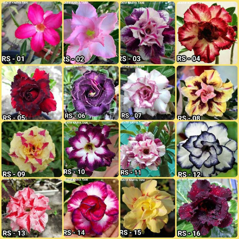 Jual ADENIUM TANAMAN HIAS ADENIUM INDAH PAKET 16 ADENIUM | Shopee Indonesia