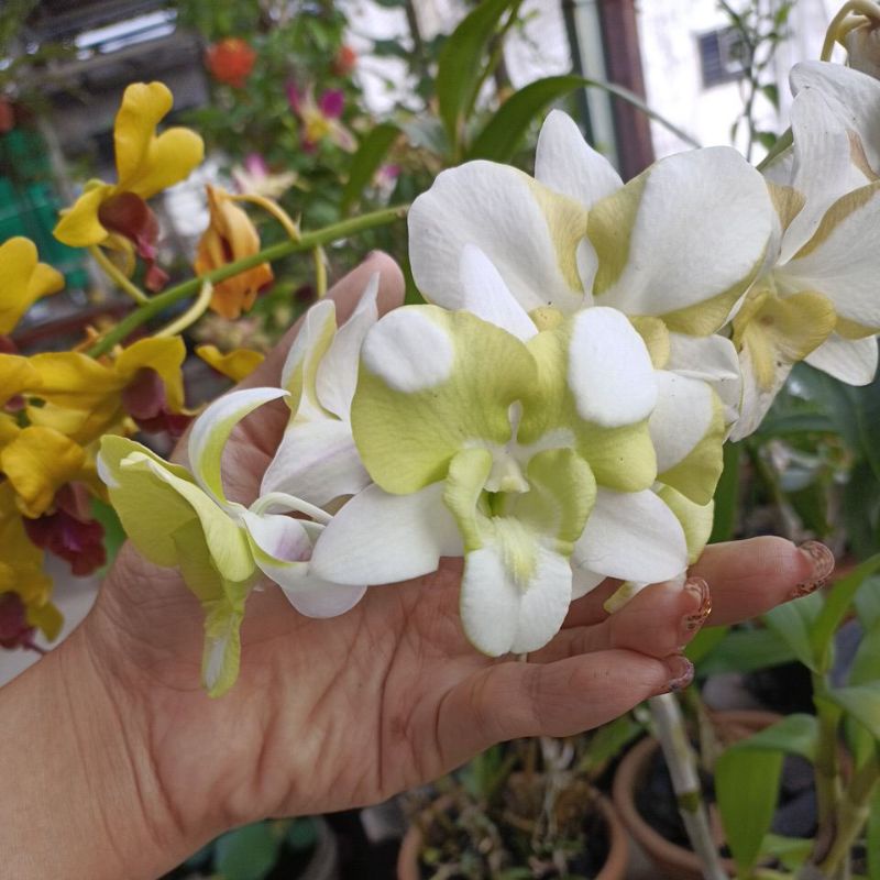 Jual Anggrek dendrobium putih hijau (wangi) | Shopee Indonesia
