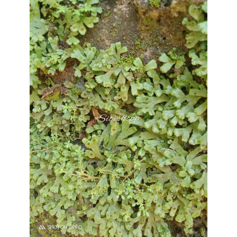 Jual Lumut hati atau lukut hati 500GRAM | Shopee Indonesia