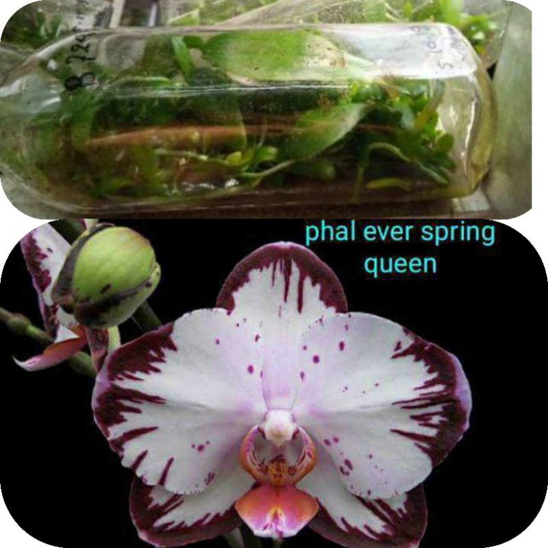 Jual anggrek botolan bulan besar | Shopee Indonesia