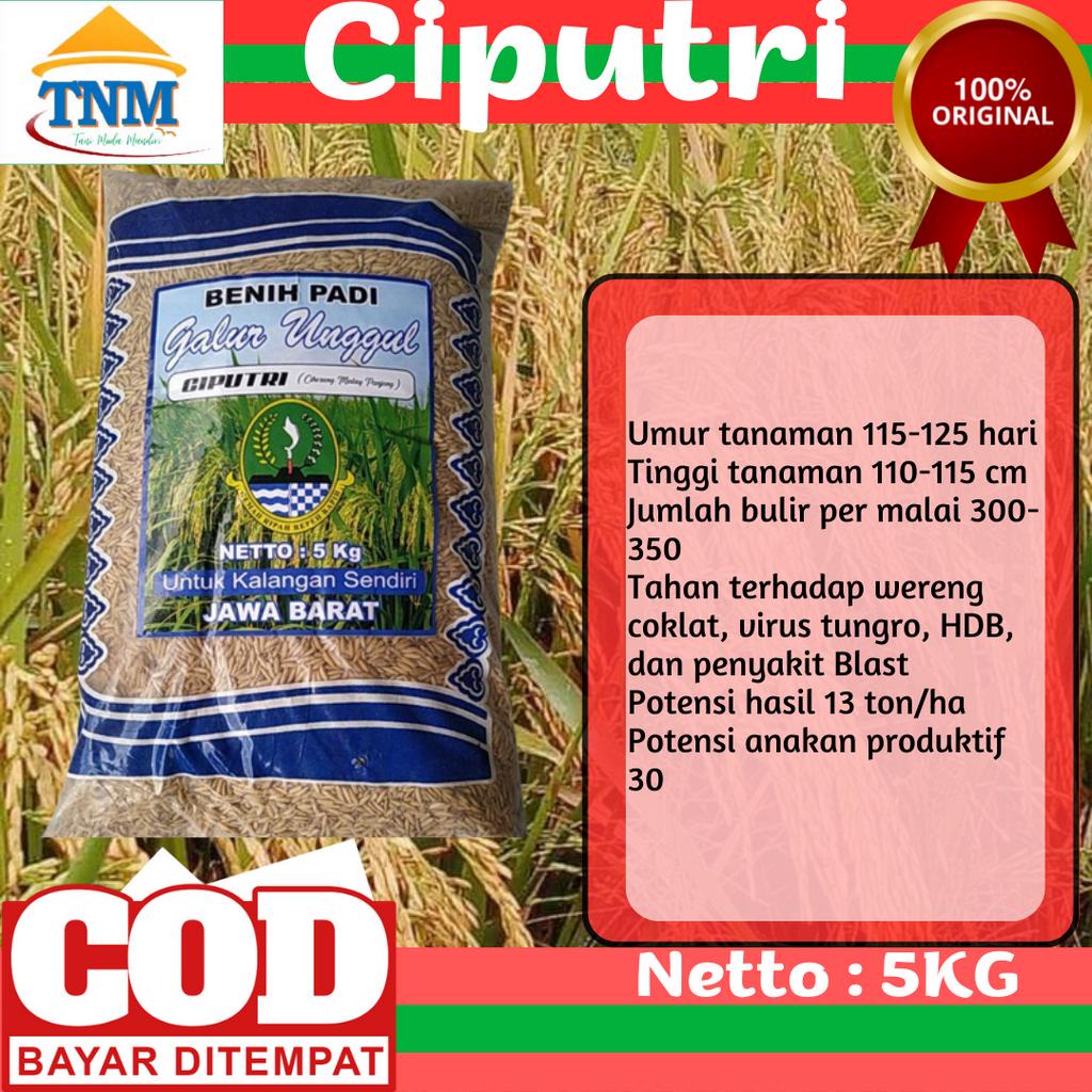 Jual Biji Padi Ciputri Malai Panjang 5KG | Shopee Indonesia