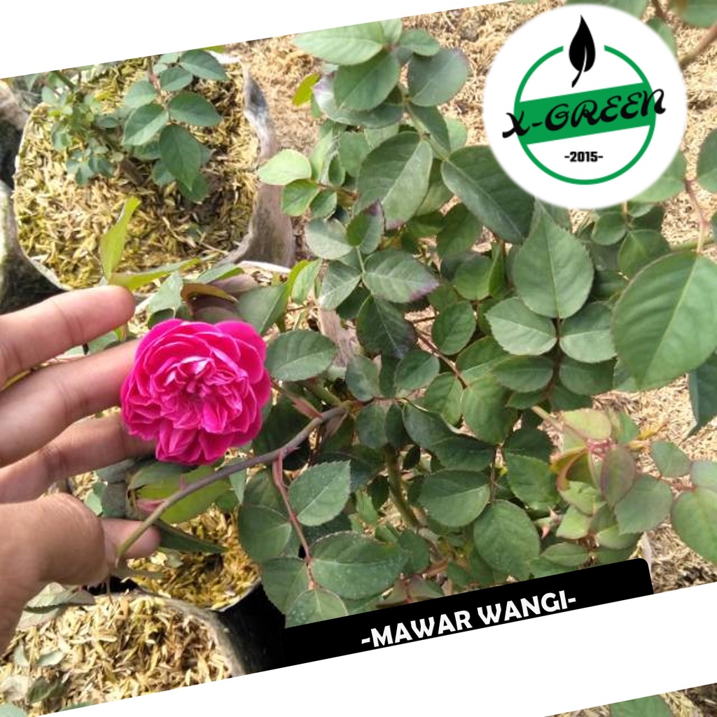 Jual Tanaman Bunga Mawar Kampung Wangi - (X-Green) | Shopee Indonesia Jual Tanaman Bunga Mawar Kampung Wangi - (X-Green) | Shopee Indonesia