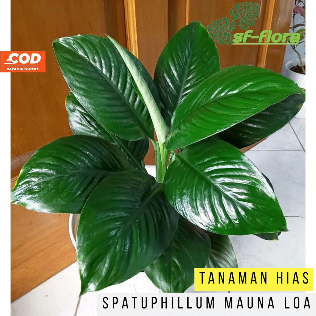 Jual Spatuphillum Mauna Loa - Tanaman hias Manaloa | Shopee Indonesia