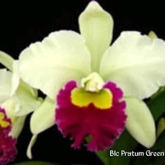 Jual Anggrek Cattleya Pratum Green | Shopee Indonesia
