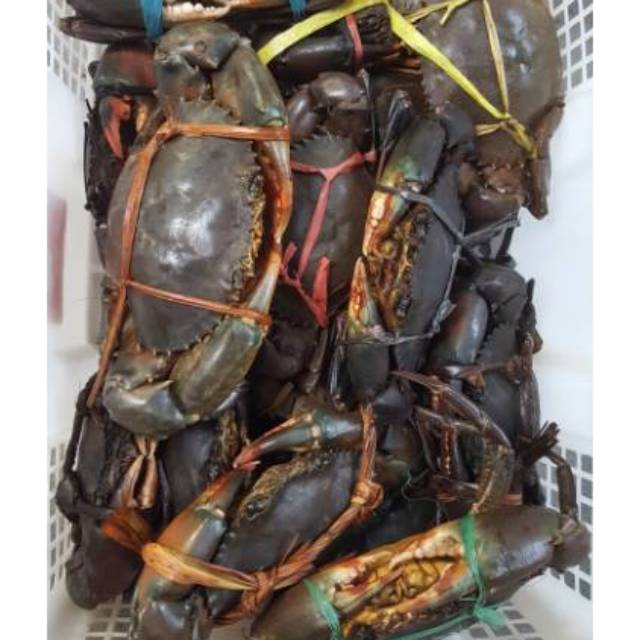 Jual Kepiting frozen Jantan dan Telur | Shopee Indonesia