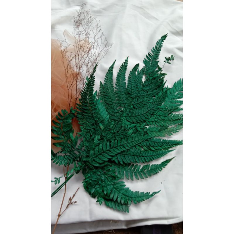 Jual Daun paku kering, (25 helai) | Shopee Indonesia