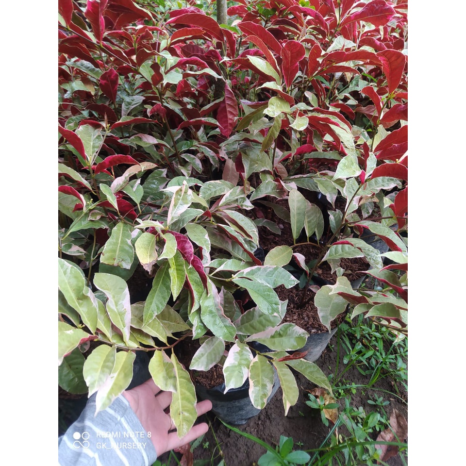 Jual Tanaman Hias Sambang Darah Merah Putih | Shopee Indonesia