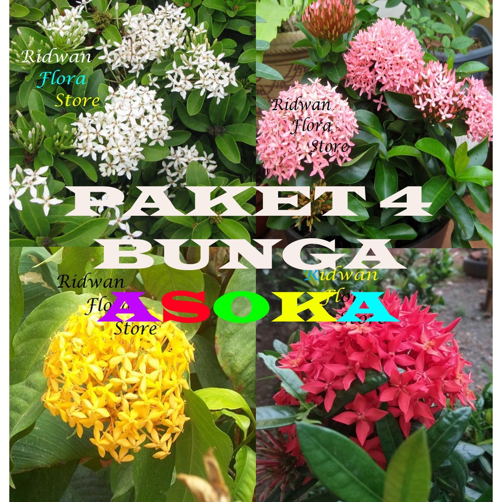 Jual PAKET HEMAT 4 Jenis Bunga Asoka Putih - Pink - Kuning - Merah ...